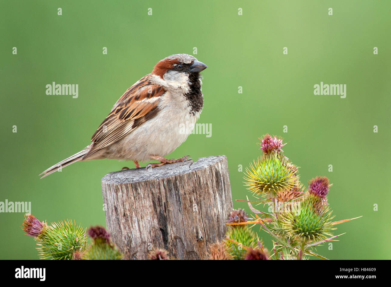 House Sparrow (Passer domesticus) male, Victoria, Australia Stock Photo ...
