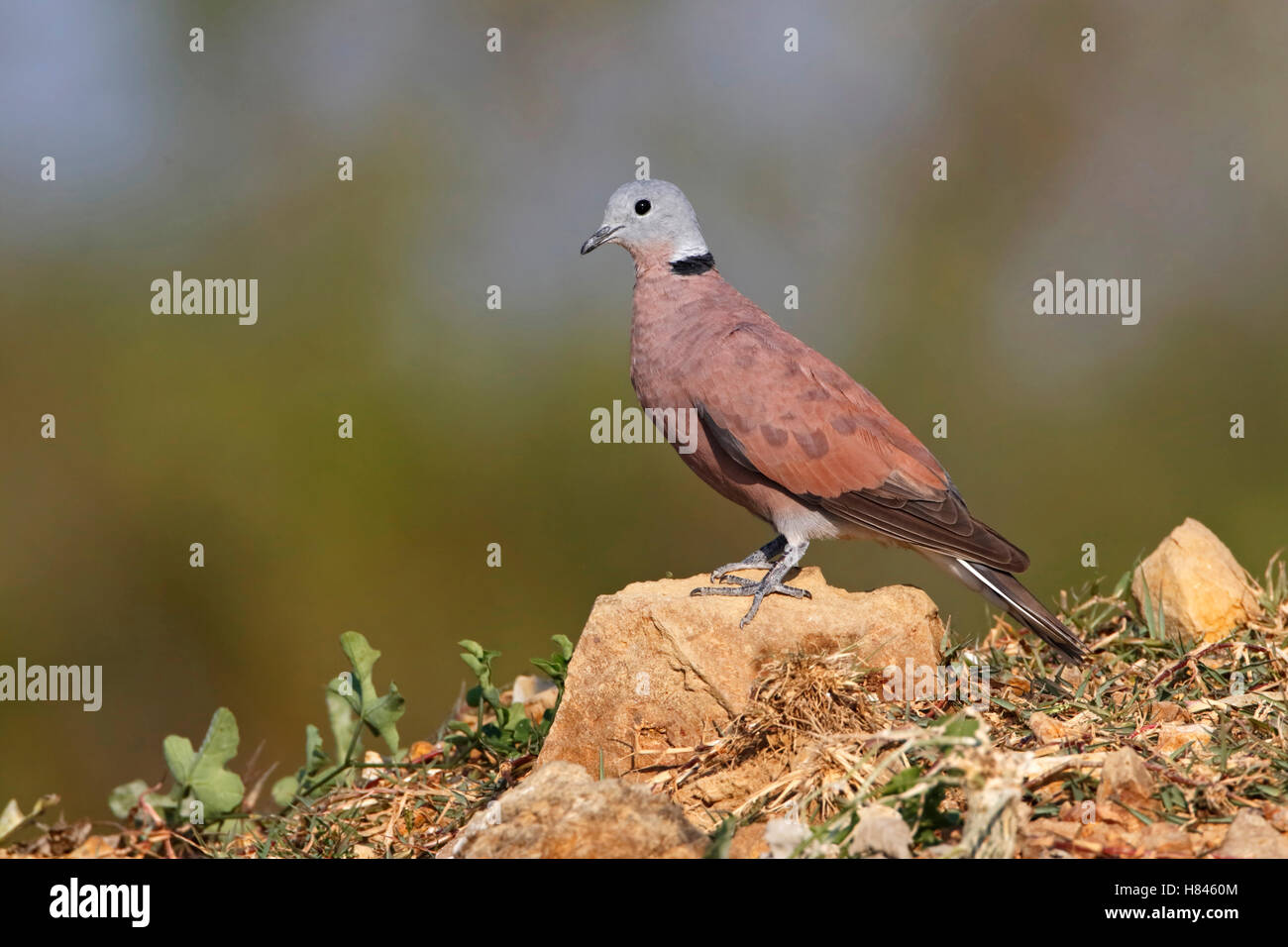 Red Collared-Dove (Streptopelia tranquebarica) male, Thailand Stock Photo - Alamy