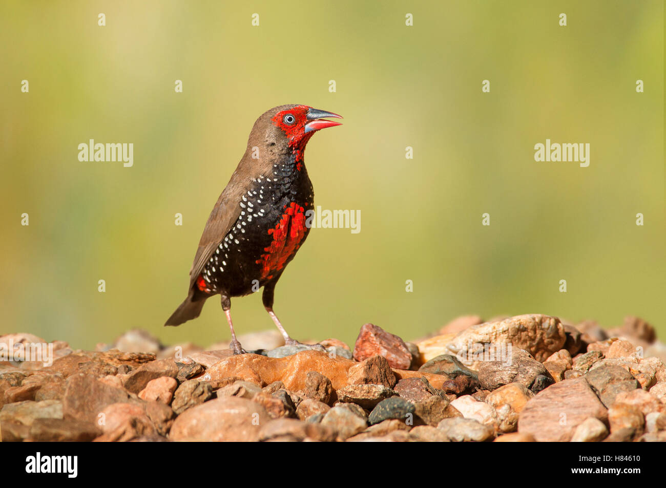 Painted Firetail (Emblema pictum) male, Northern Territory, Australia ...
