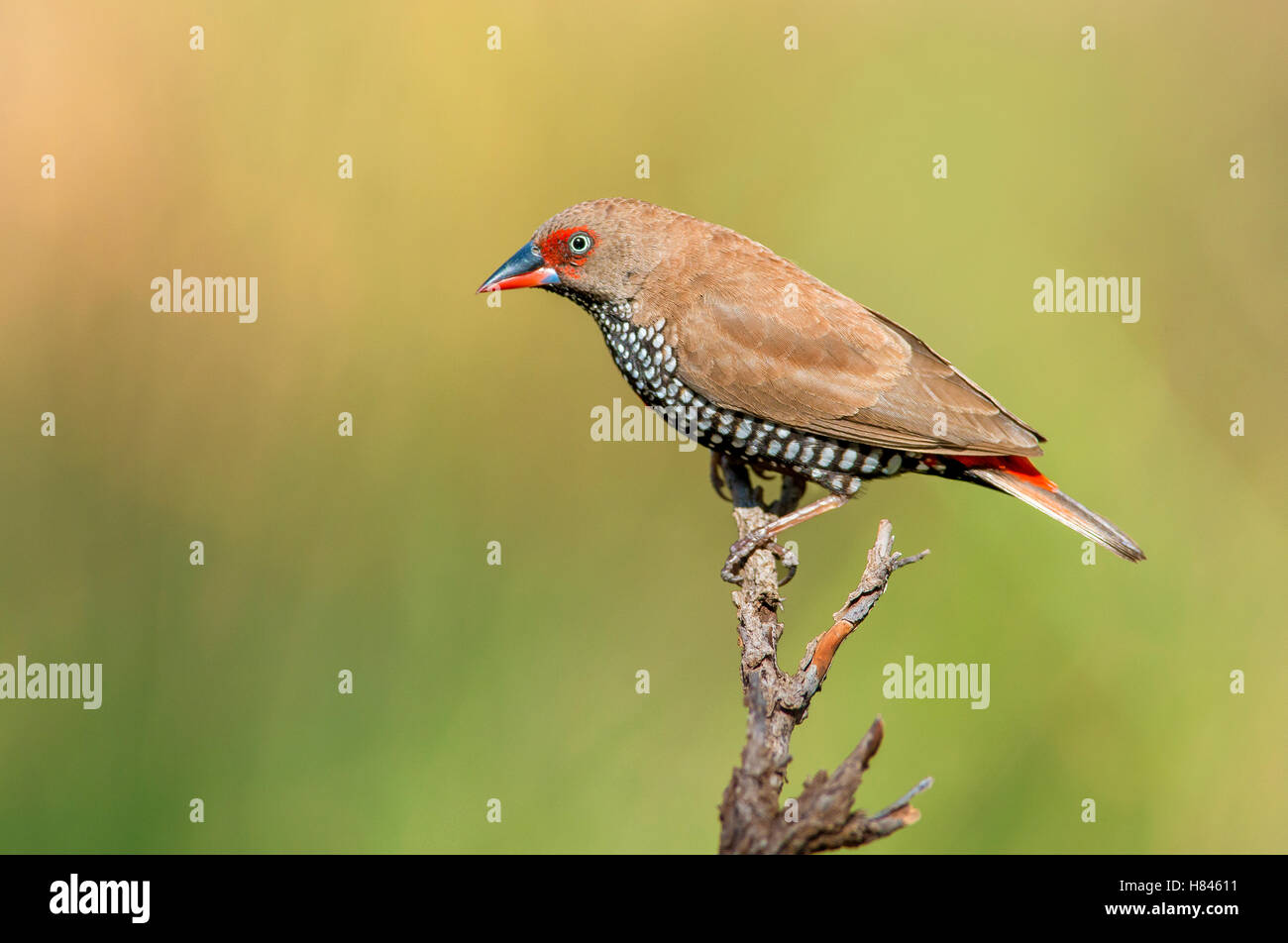 Painted Firetail (Emblema pictum) female, Northern Territory, Australia ...