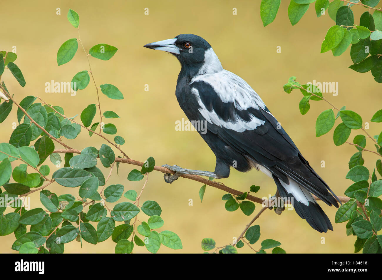 Australian Magpie (Gymnorhina tibicen), Victoria, Australia Stock Photo ...