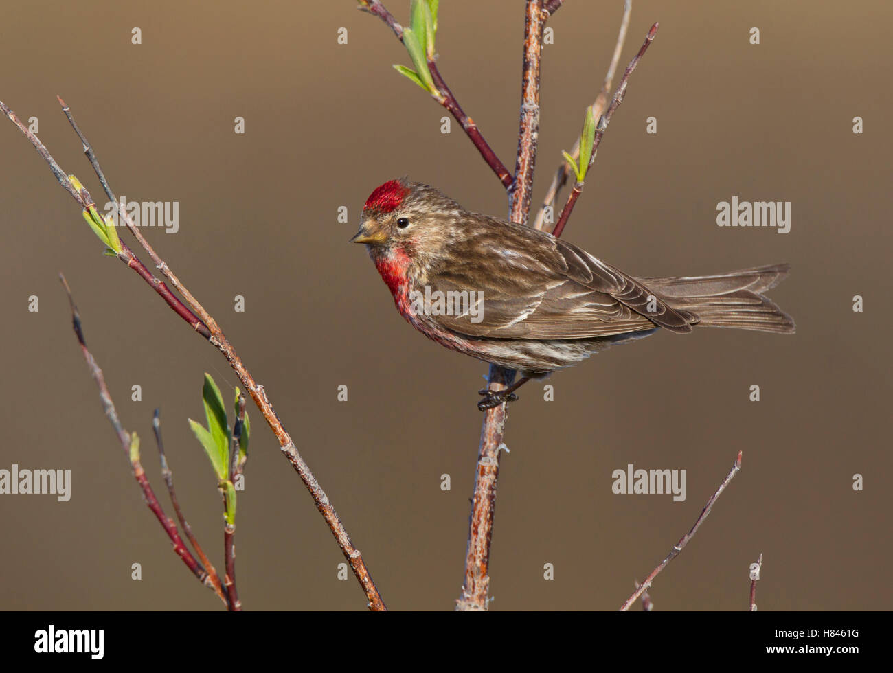 Common Redpoll (Carduelis flammea) male, Manitoba, Canada Stock Photo ...
