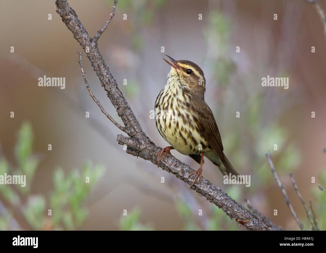 Northern Waterthrush (Parkesia noveboracensis) male calling, Manitoba ...