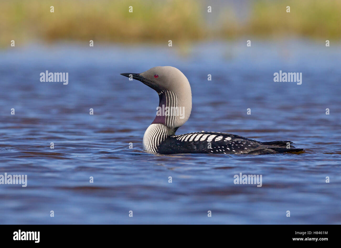 Pacific Loon (Gavia pacifica) in breeding plumage, Manitoba, Canada ...
