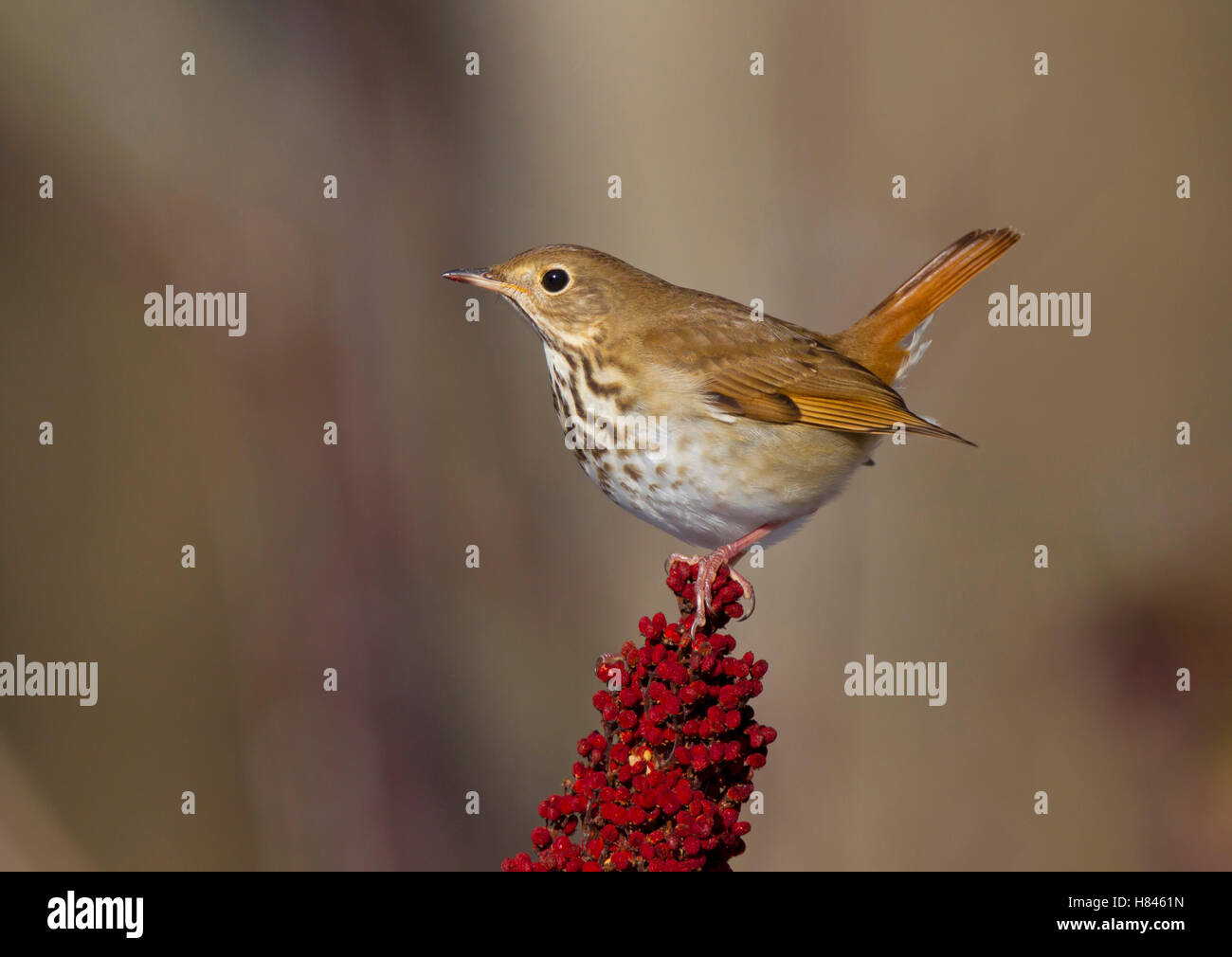 Hermit Thrush (Catharus guttatus), Ohio Stock Photo - Alamy
