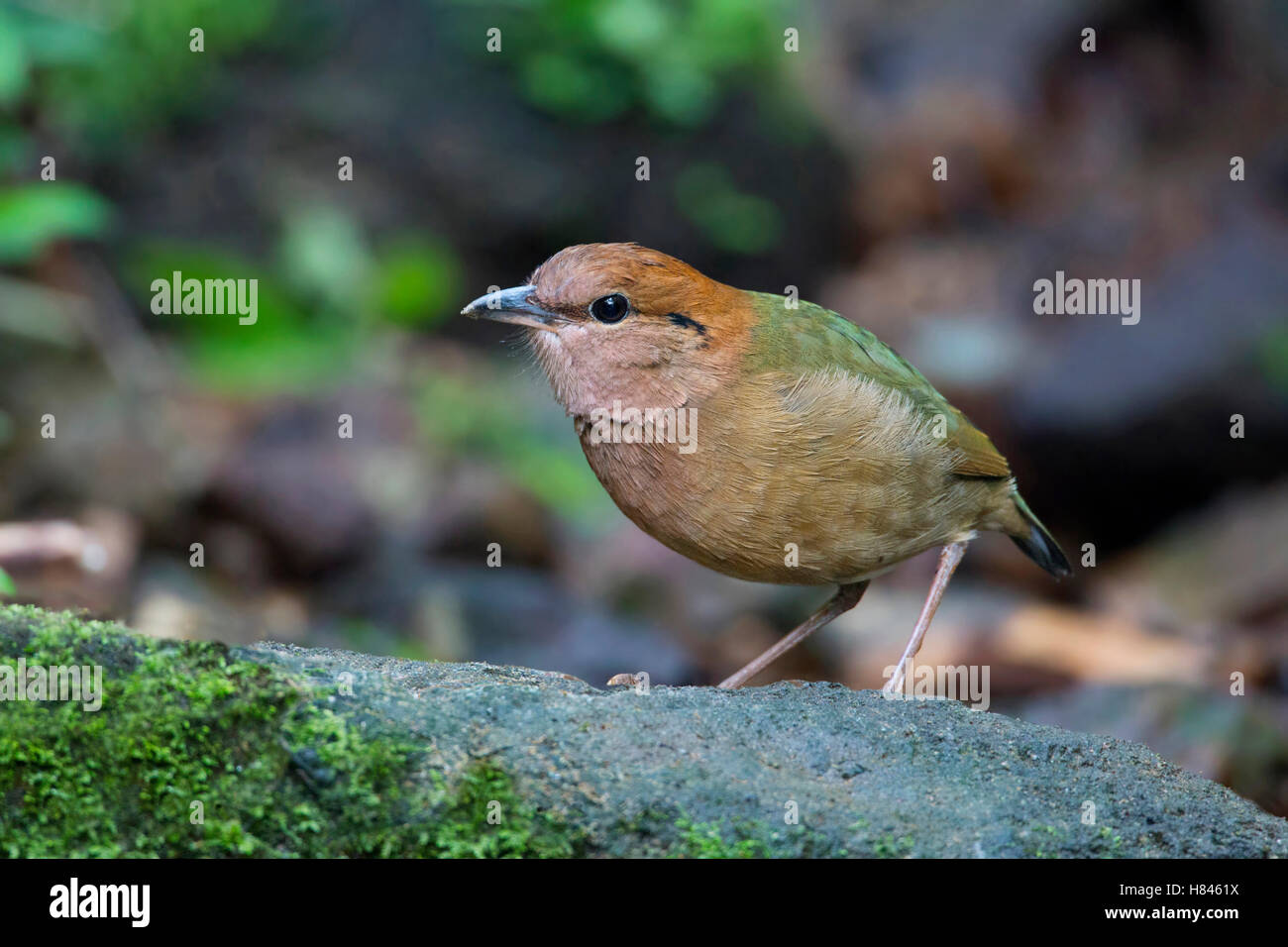 Rusty-naped Pitta (Pitta oatesi) female, Thailand Stock Photo - Alamy