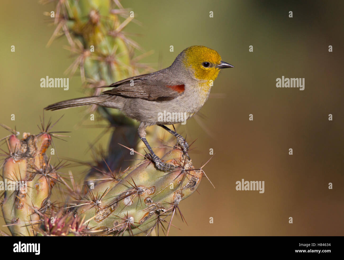 Verdin (Auriparus flaviceps), Arizona Stock Photo - Alamy