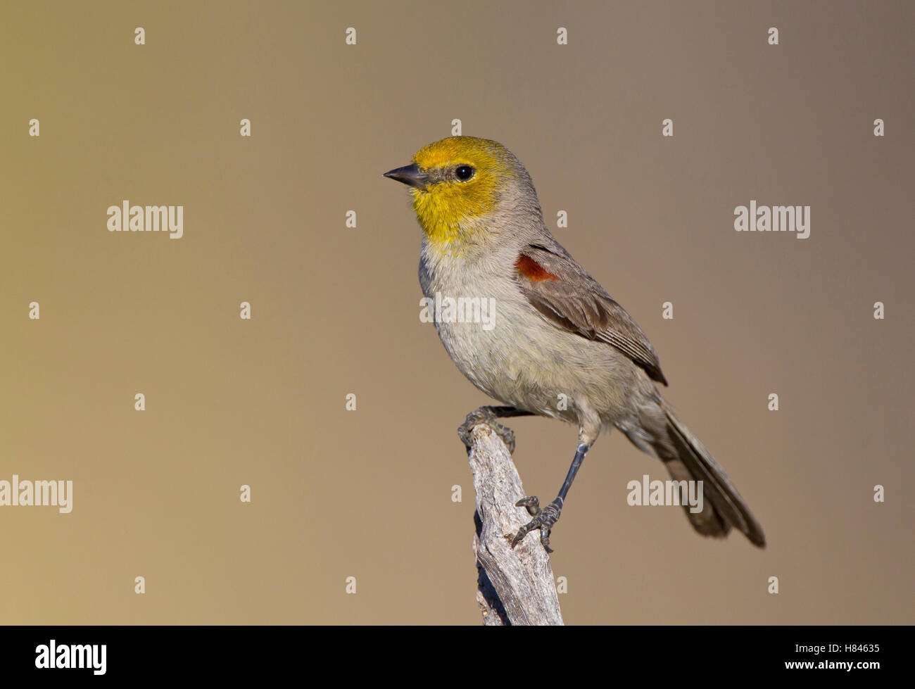 Verdin (Auriparus flaviceps), Arizona Stock Photo - Alamy