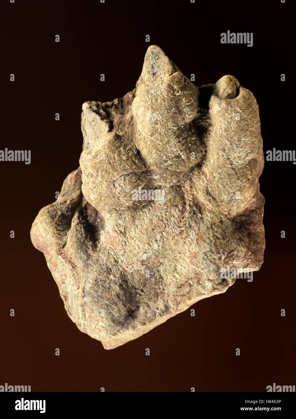 Hand-beast (Chirotherium barthii), a trace fossil from the early ...