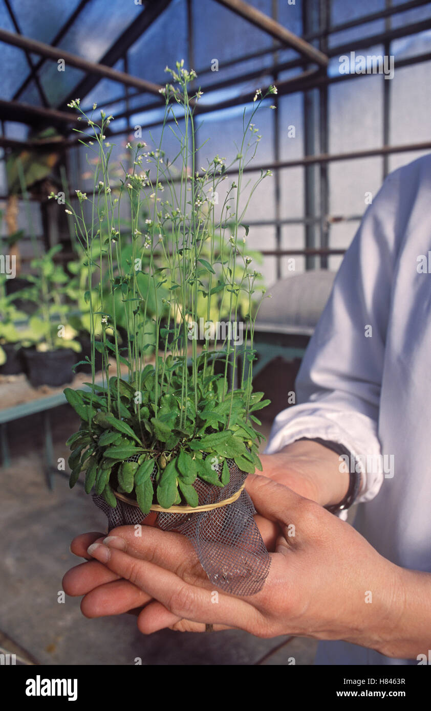 Thale Cress (Arabidopsis thaliana) in laboratory, Barcelona, Spain ...