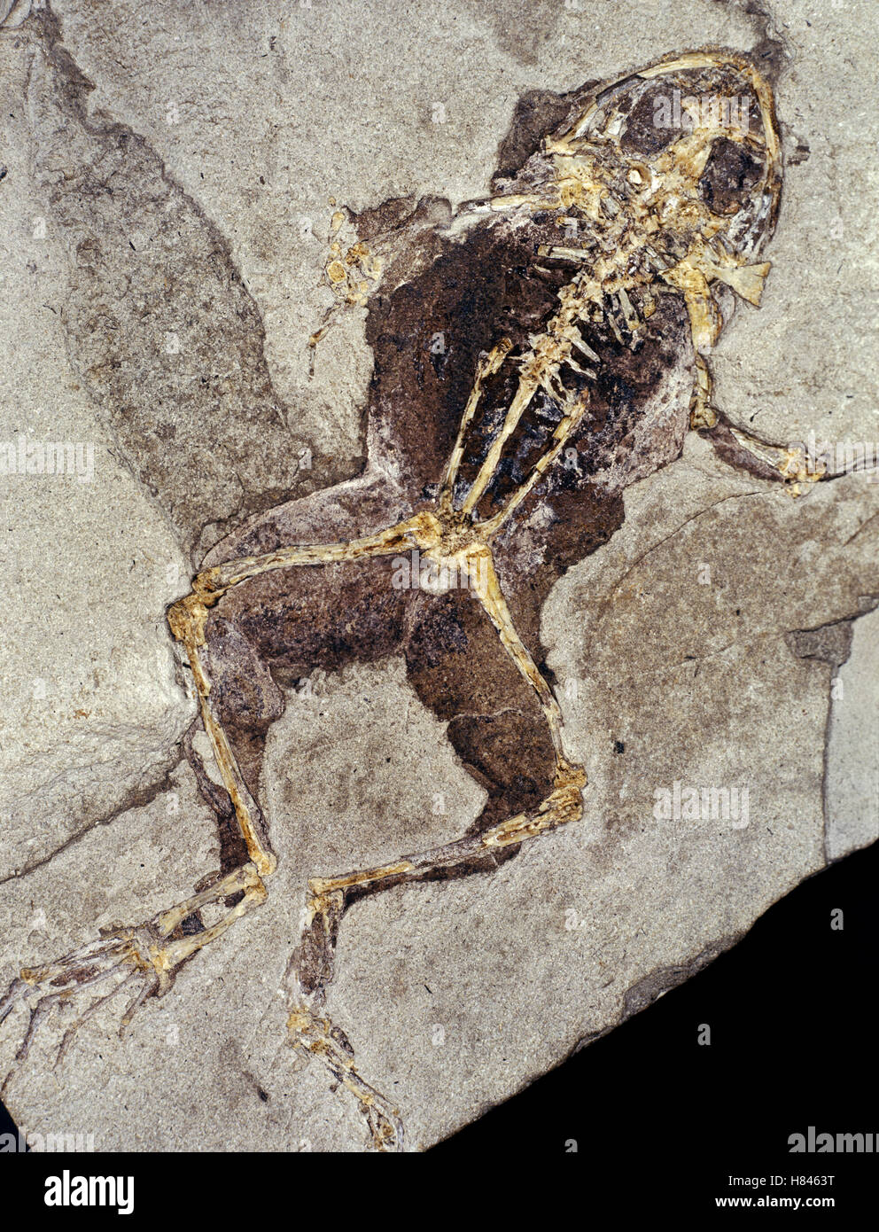 Frog (Rana pueyoi) fossil species from the early Miocene of Spain Stock ...