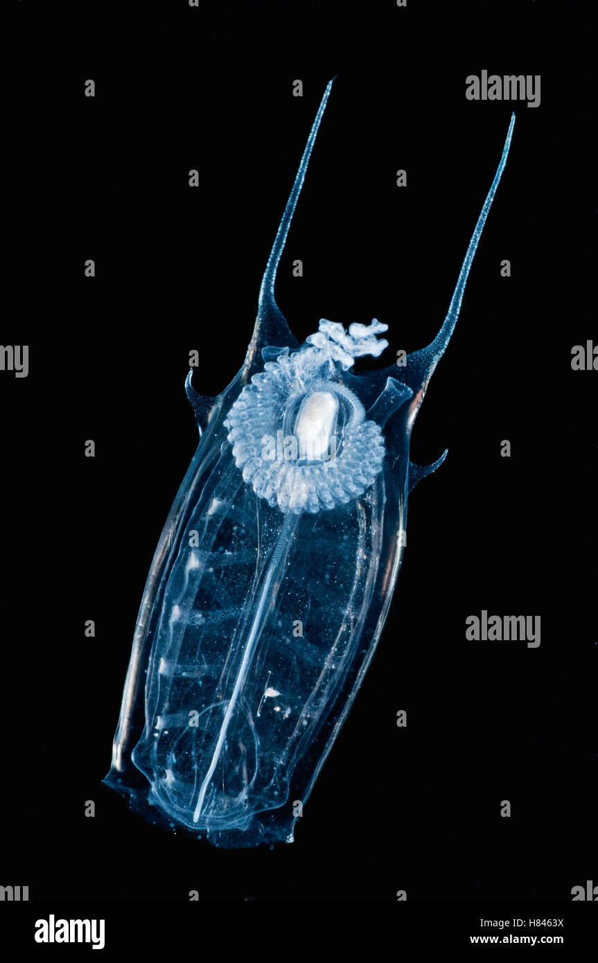 Salp (Thalia democratica), oozoid in solitary phase, Mediterranean Sea ...