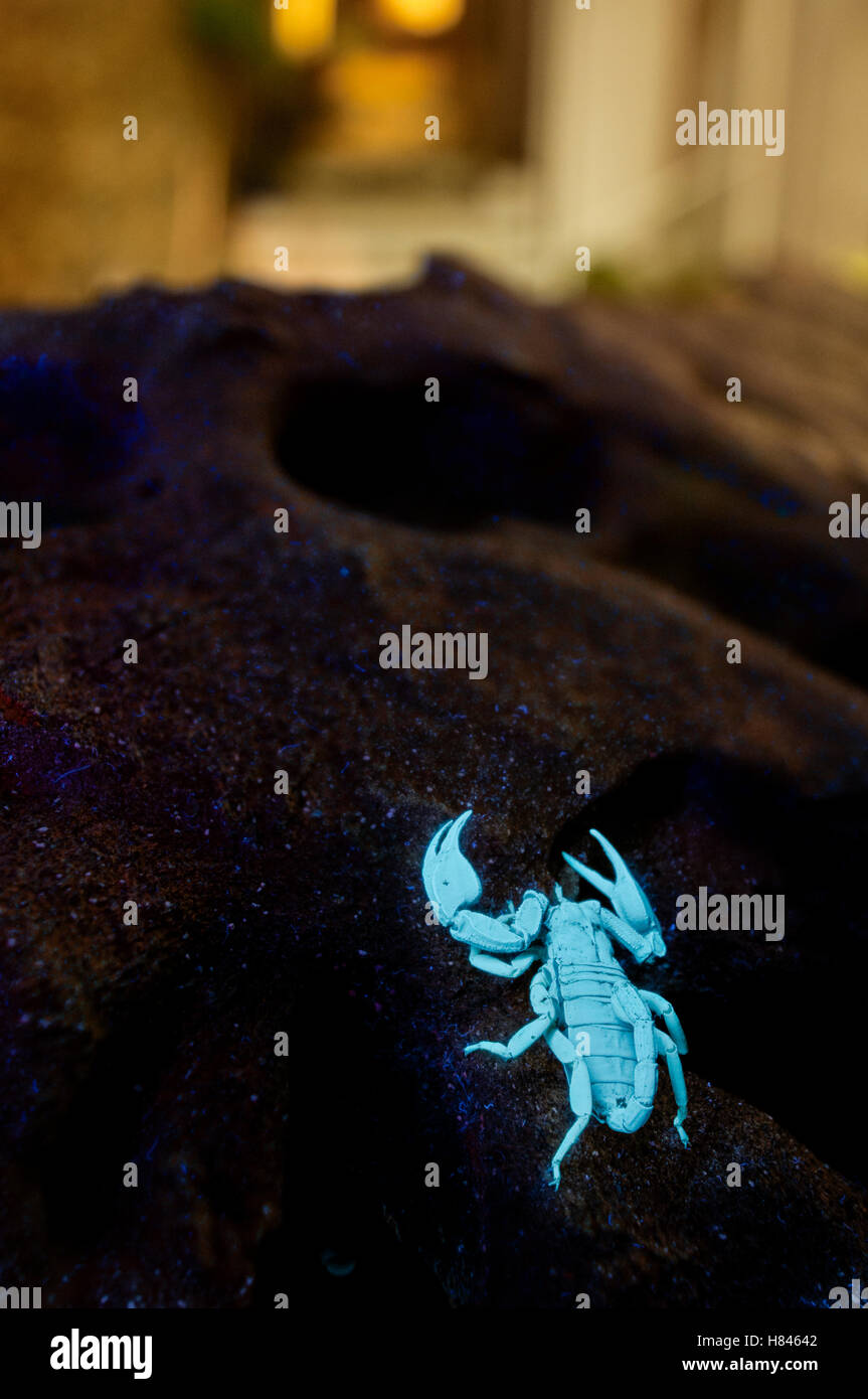 Scorpion (Euscorpius flavicaudis) fluorescent under ultraviolet light ...