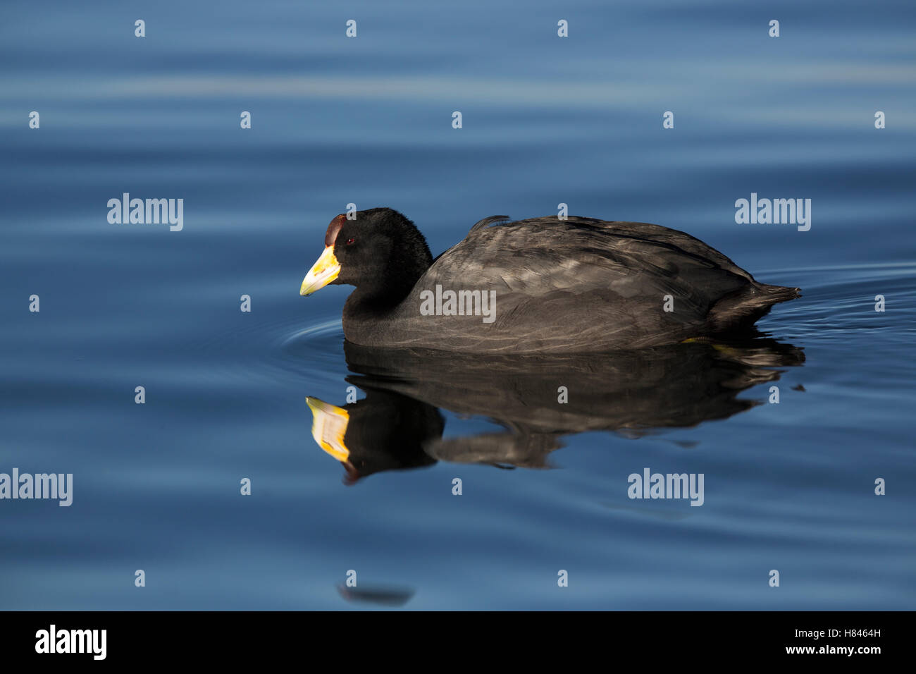 Slate-colored Coot (Fulica ardesiaca), Lake Titicaca, Bolivia Stock ...