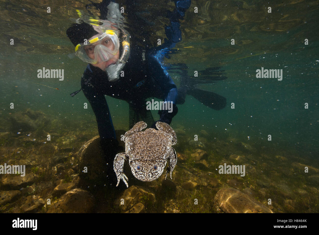 Lake Titicaca Frog (Telmatobius culeus) held by researcher Arturo Nunoz ...