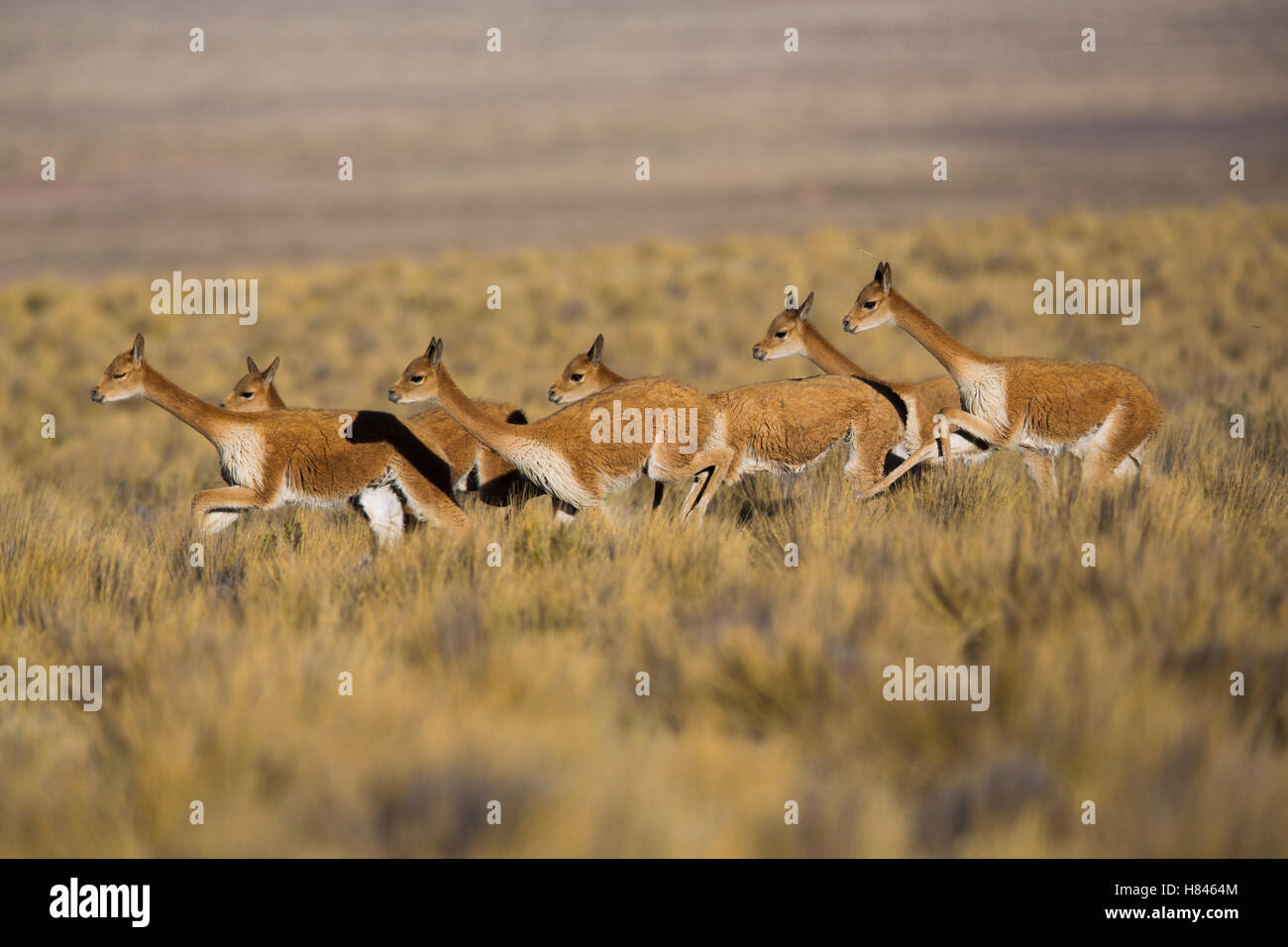 Vicuna (Vicugna vicugna) herd running through grassland, Salinas and ...