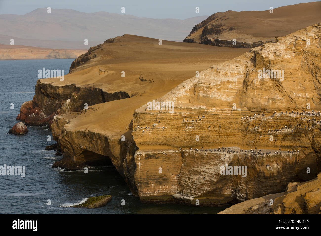 Seabird breeding colony on cliff face, Paracas National Reserve, Peru ...
