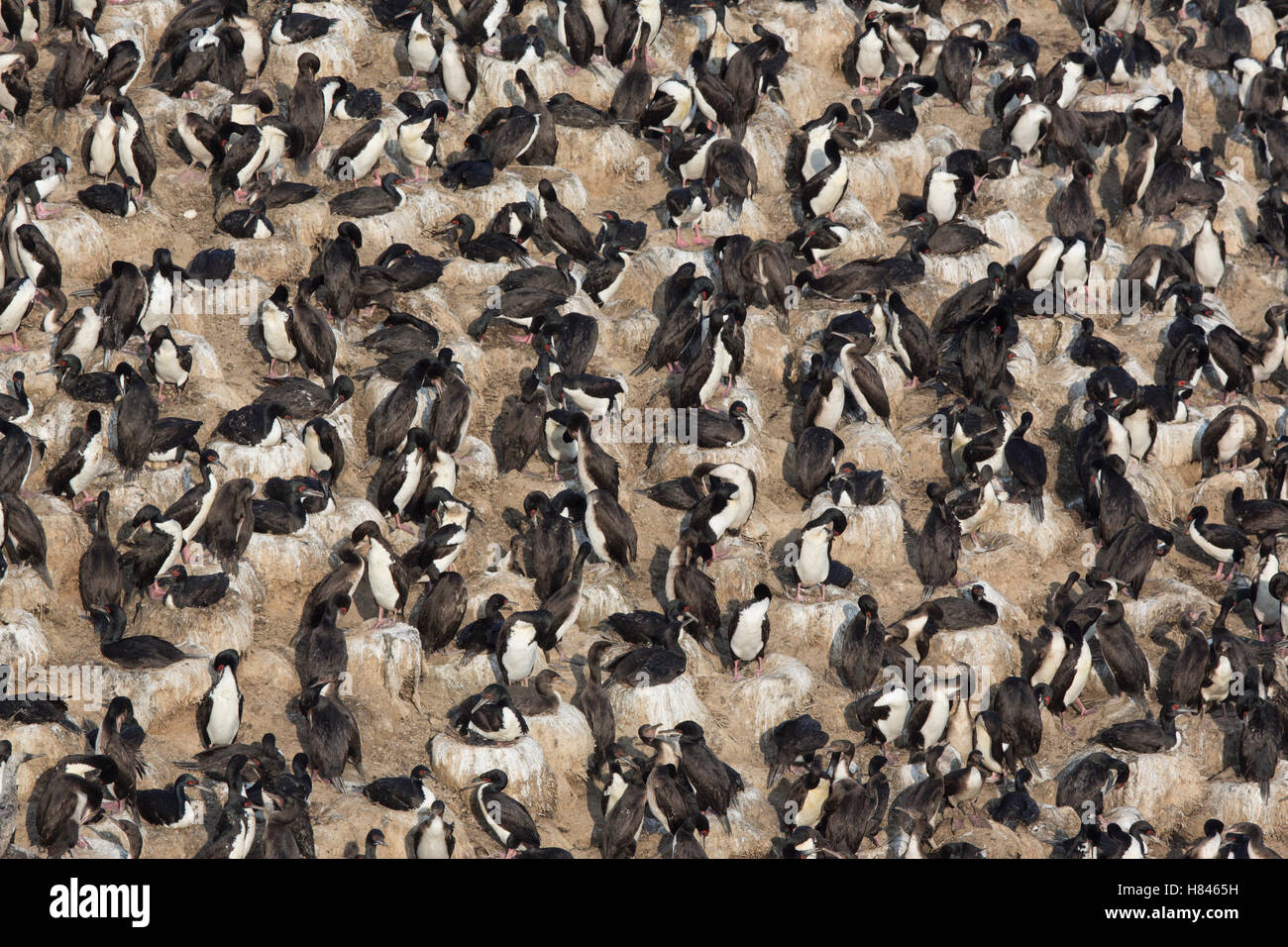 Guanay Cormorant (Phalacrocorax bougainvillii) breeding colony on a ...