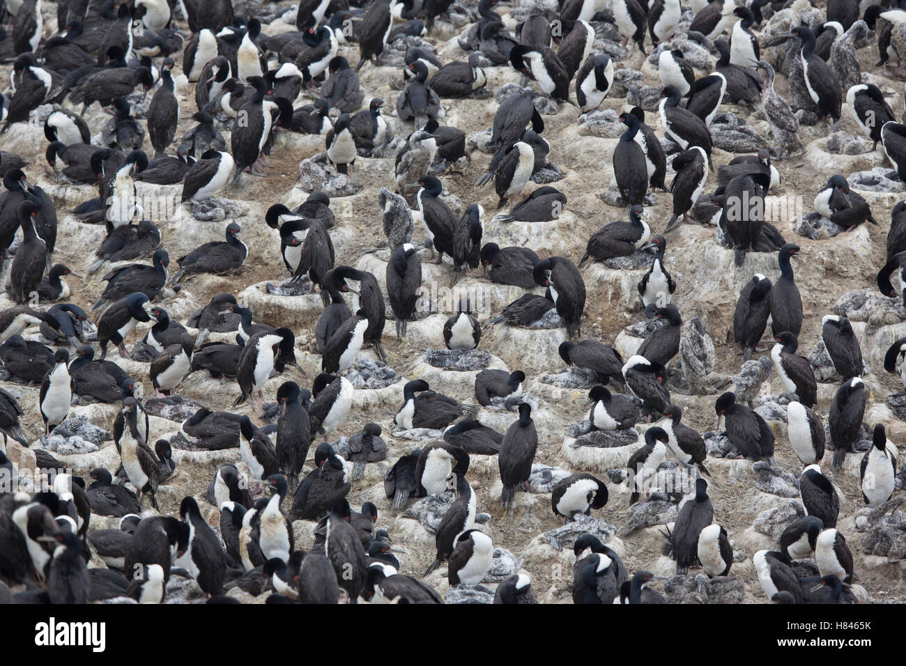 Guanay Cormorant (Phalacrocorax bougainvillii) nesting colony on a ...
