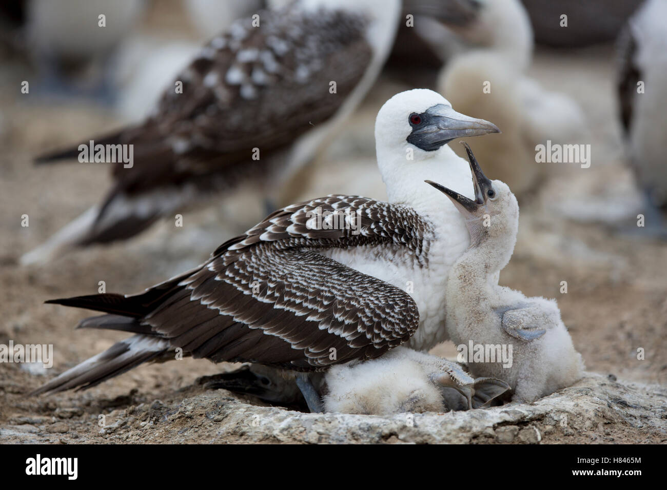 Peruvian Booby (Sula variegata) adult and chicks at nest, Isla Pescadores, Peru Stock Photo - Alamy