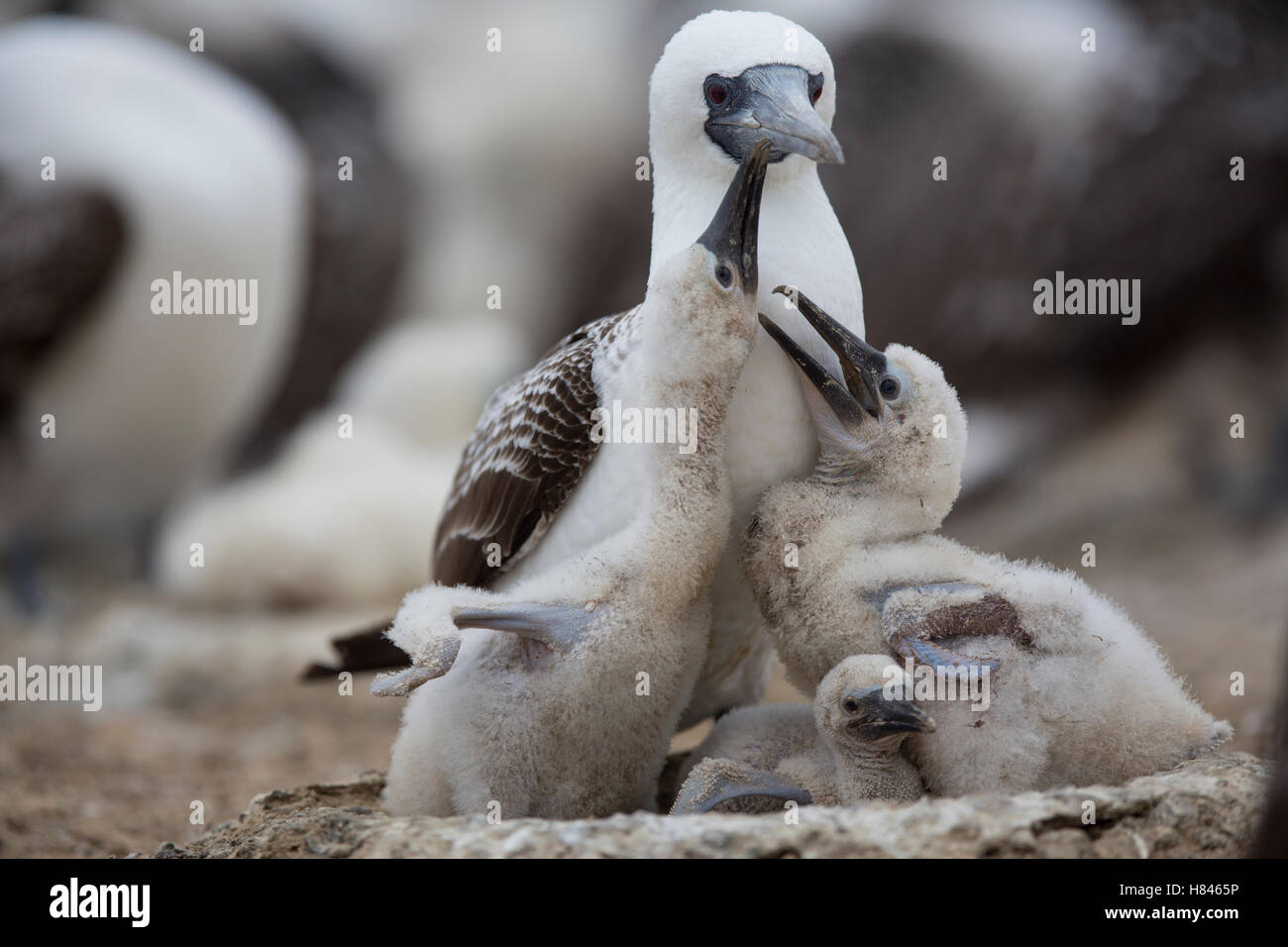 Peruvian Booby (Sula variegata) and begging chicks at nest, Isla ...