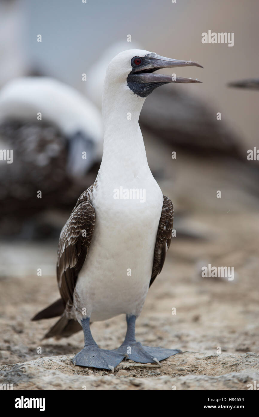 Peruvian Booby (Sula variegata) calling, Isla Pescadores, Peru Stock Photo - Alamy