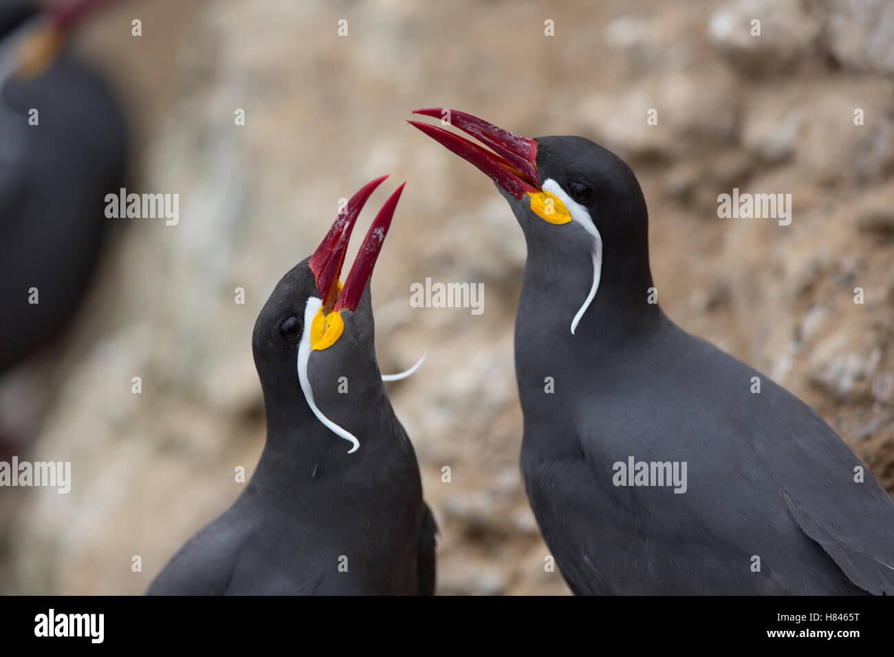 Inca Tern (Larosterna inca) pair in courtship display, Isla Pescadores ...