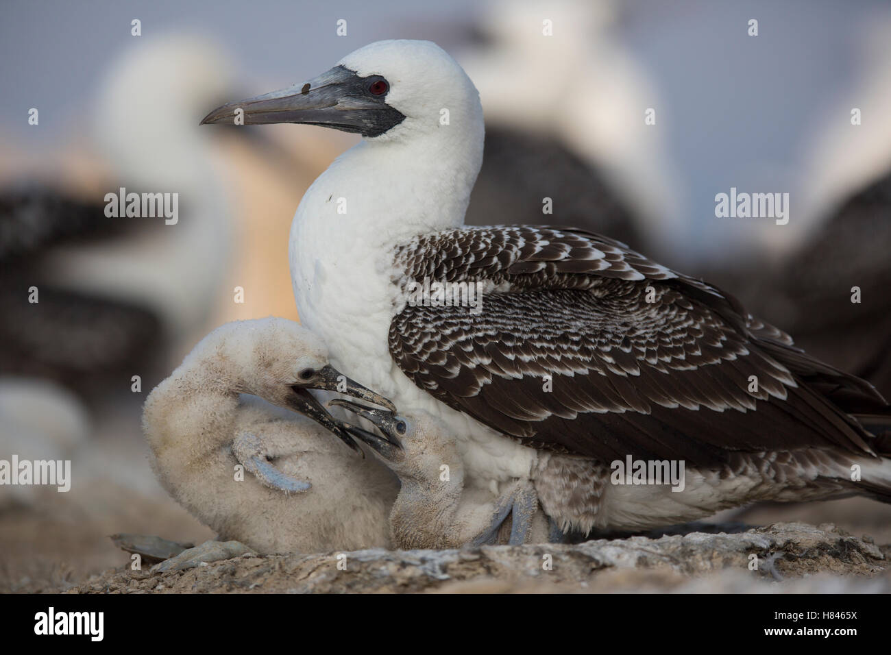 Peruvian Booby (Sula variegata) with chicks at nest, Isla Pescadores, Peru Stock Photo - Alamy