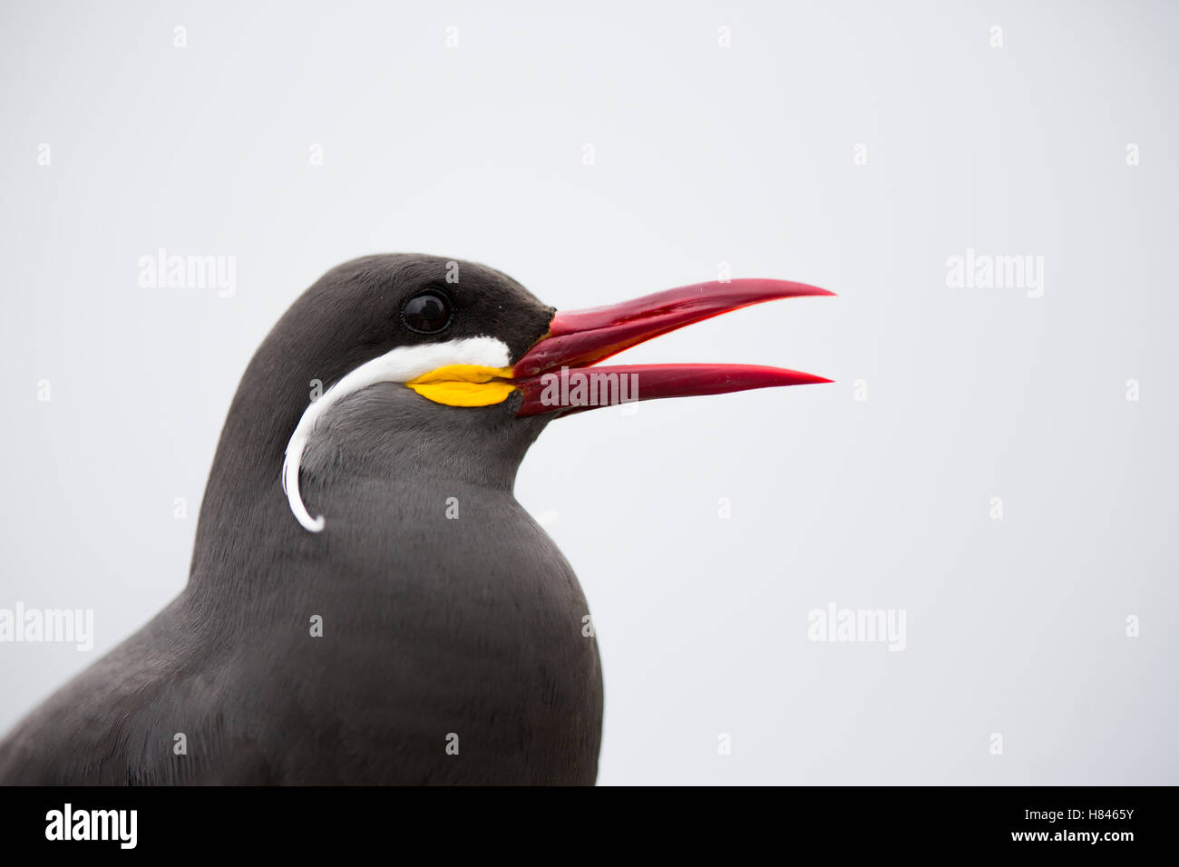 Inca Tern (Larosterna inca) calling, Isla Pescadores, Peru Stock Photo ...