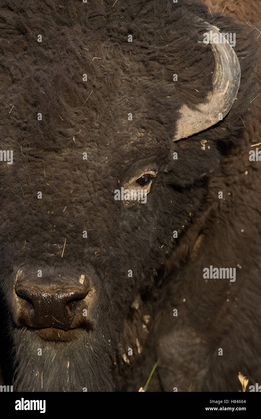 American Bison (Bison bison) male portrait, Montana Stock Photo - Alamy