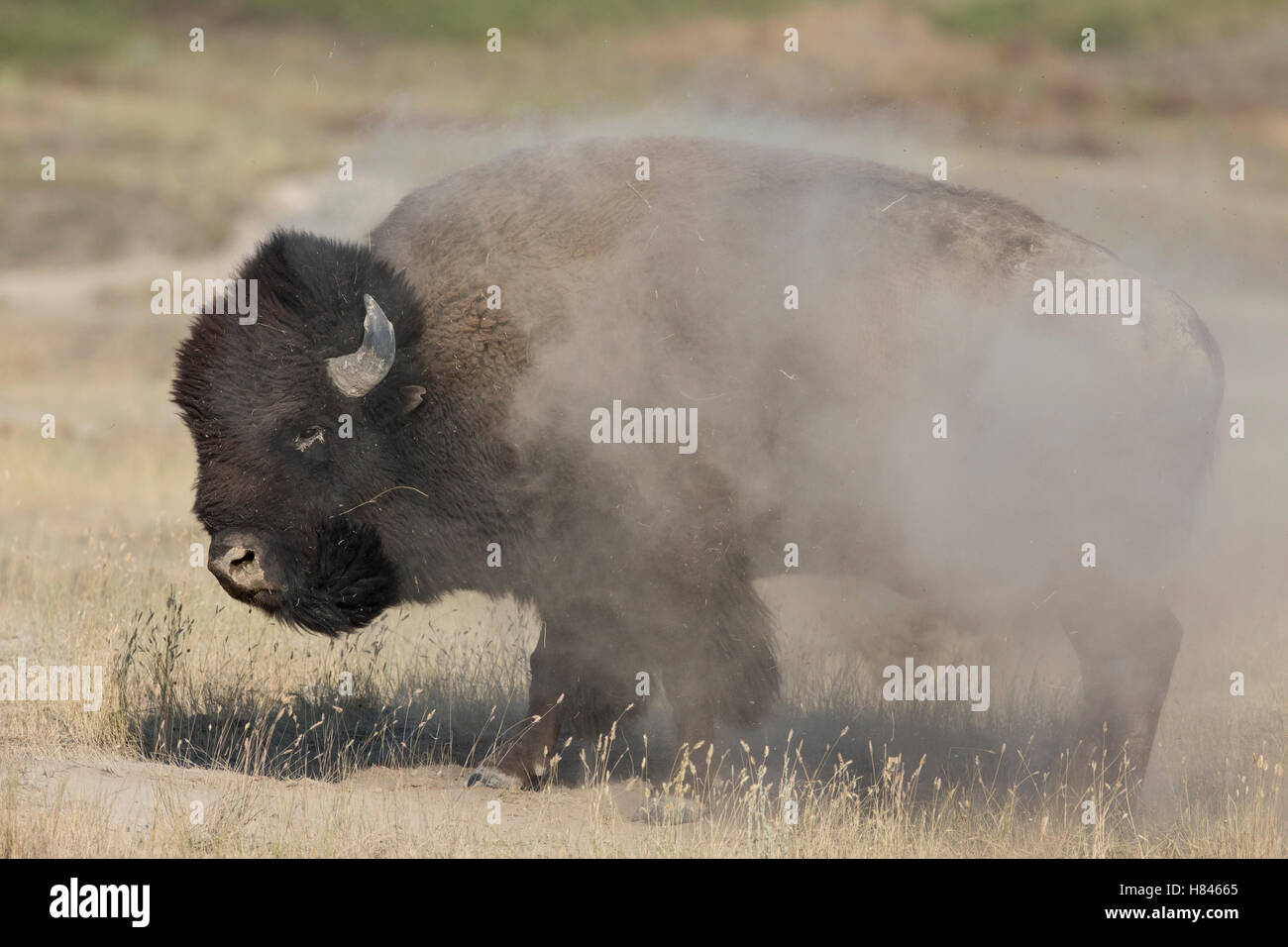 American Bison (Bison bison) adult shaking dust from coat after rolling ...