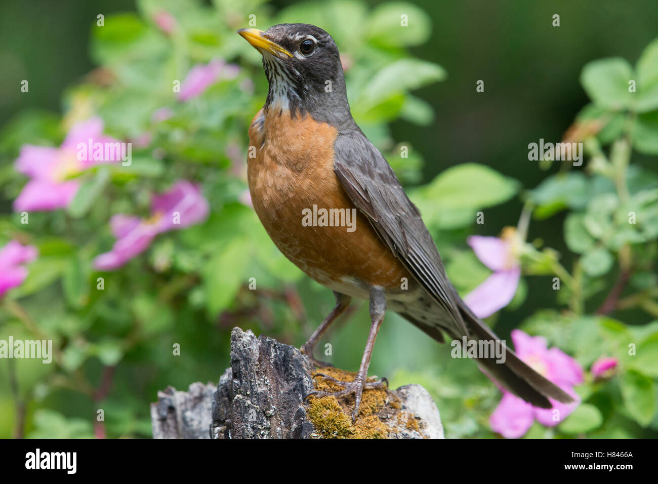 American Robin (Turdus migratorius) male, Troy, Montana Stock Photo - Alamy