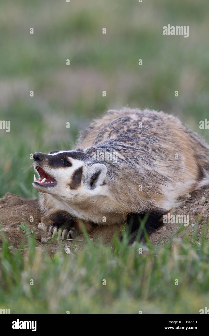 American Badger (Taxidea taxus) baring its teeth at den entrance ...