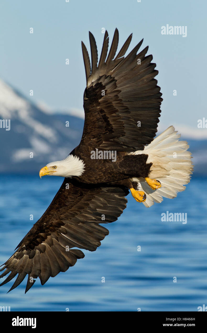 Bald Eagle (Haliaeetus leucocephalus) flying, Prince William Sound, Alaska Stock Photo - Alamy