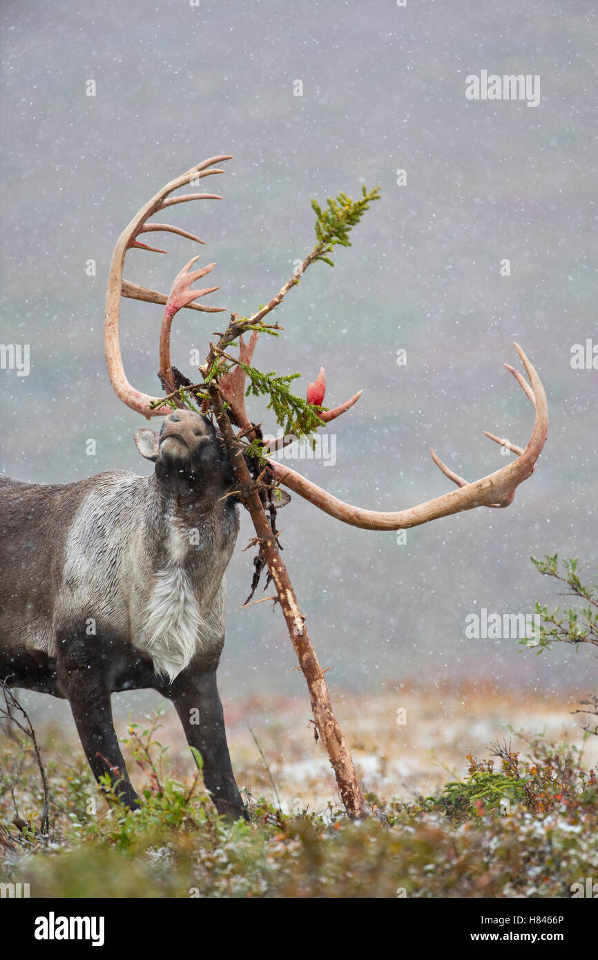 Barren-ground Caribou (Rangifer tarandus groenlandicus) rubbing antlers ...