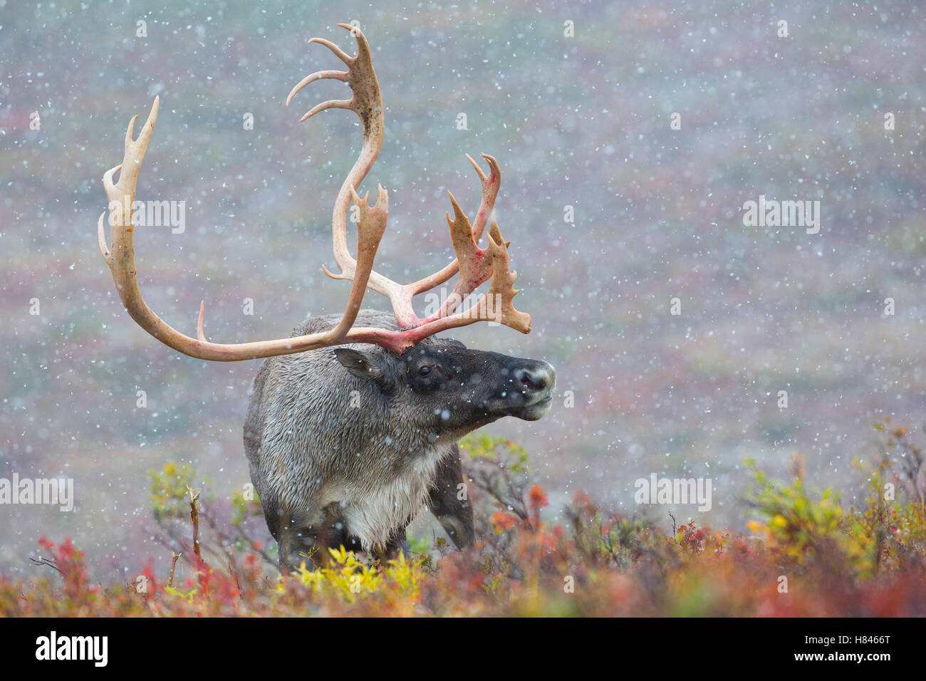 Barren-ground Caribou (Rangifer tarandus groenlandicus) bull in early ...