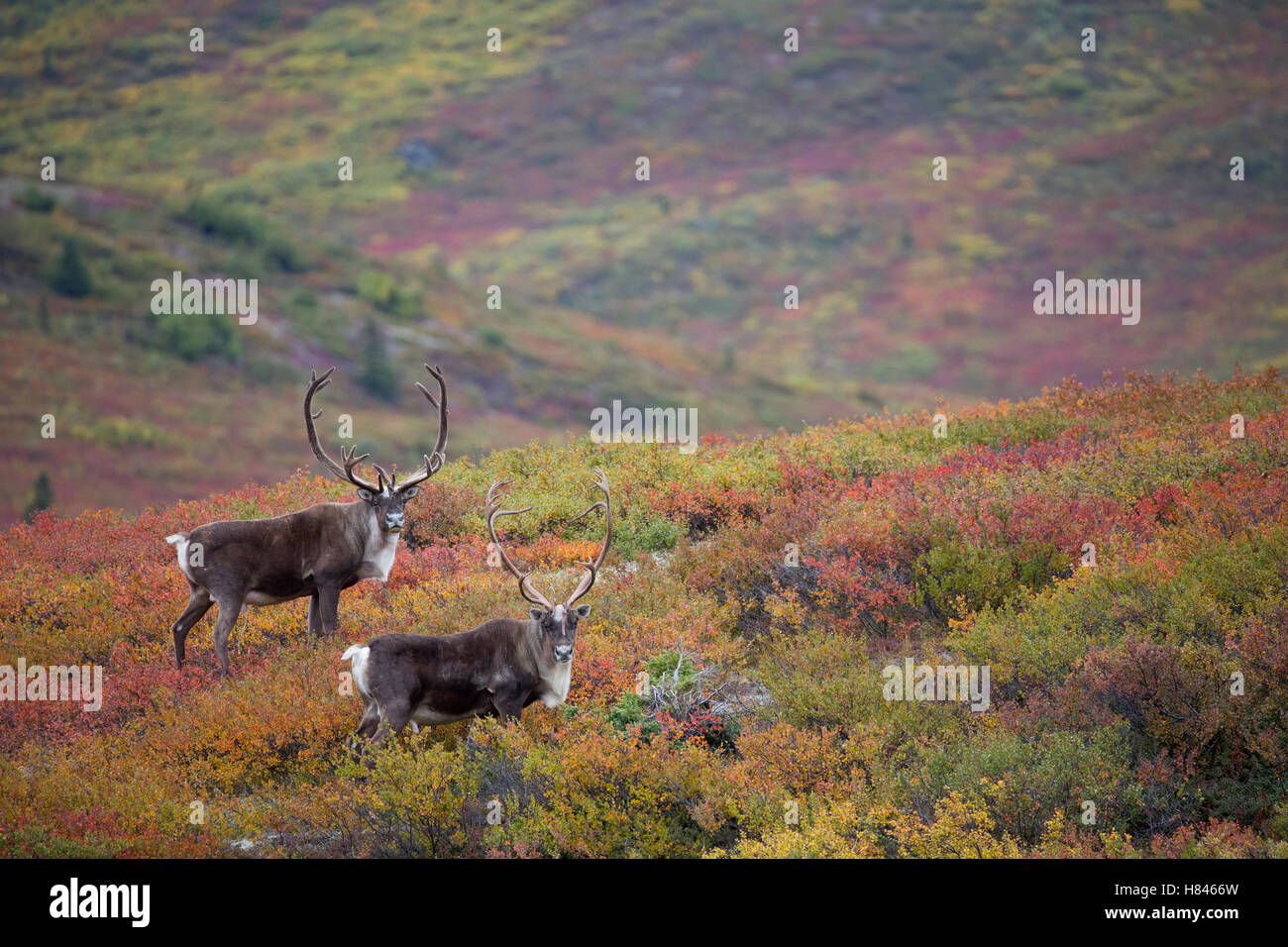 Barren-ground Caribou (Rangifer tarandus groenlandicus) bulls on tundra ...