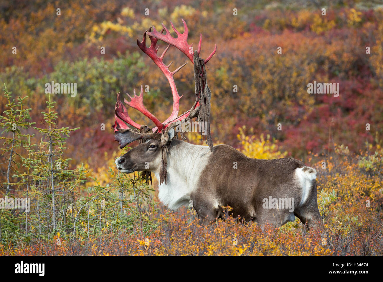 Barren-ground Caribou (Rangifer tarandus groenlandicus) bull shedding ...