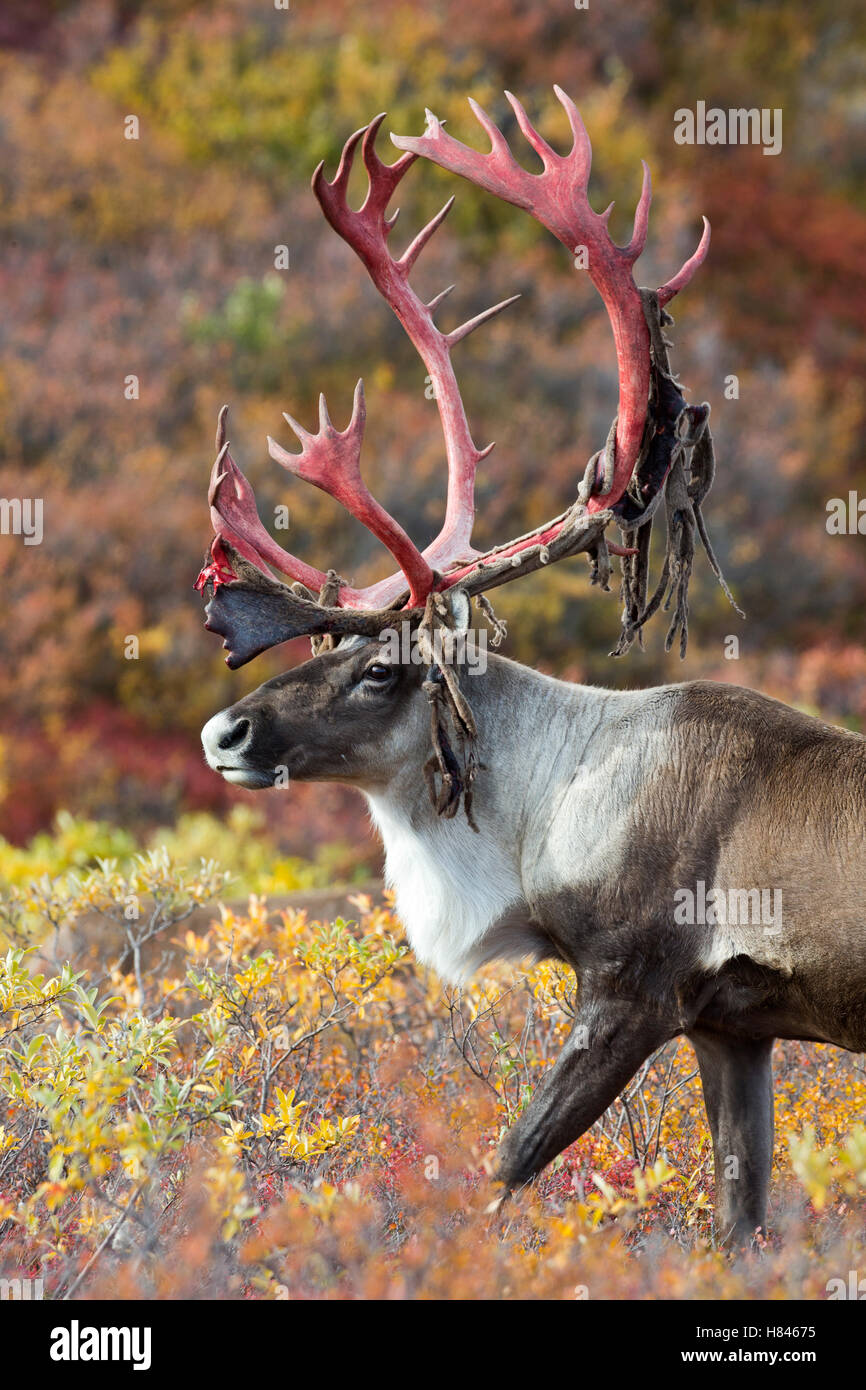 Male caribou shedding velvet hi-res stock photography and images - Alamy
