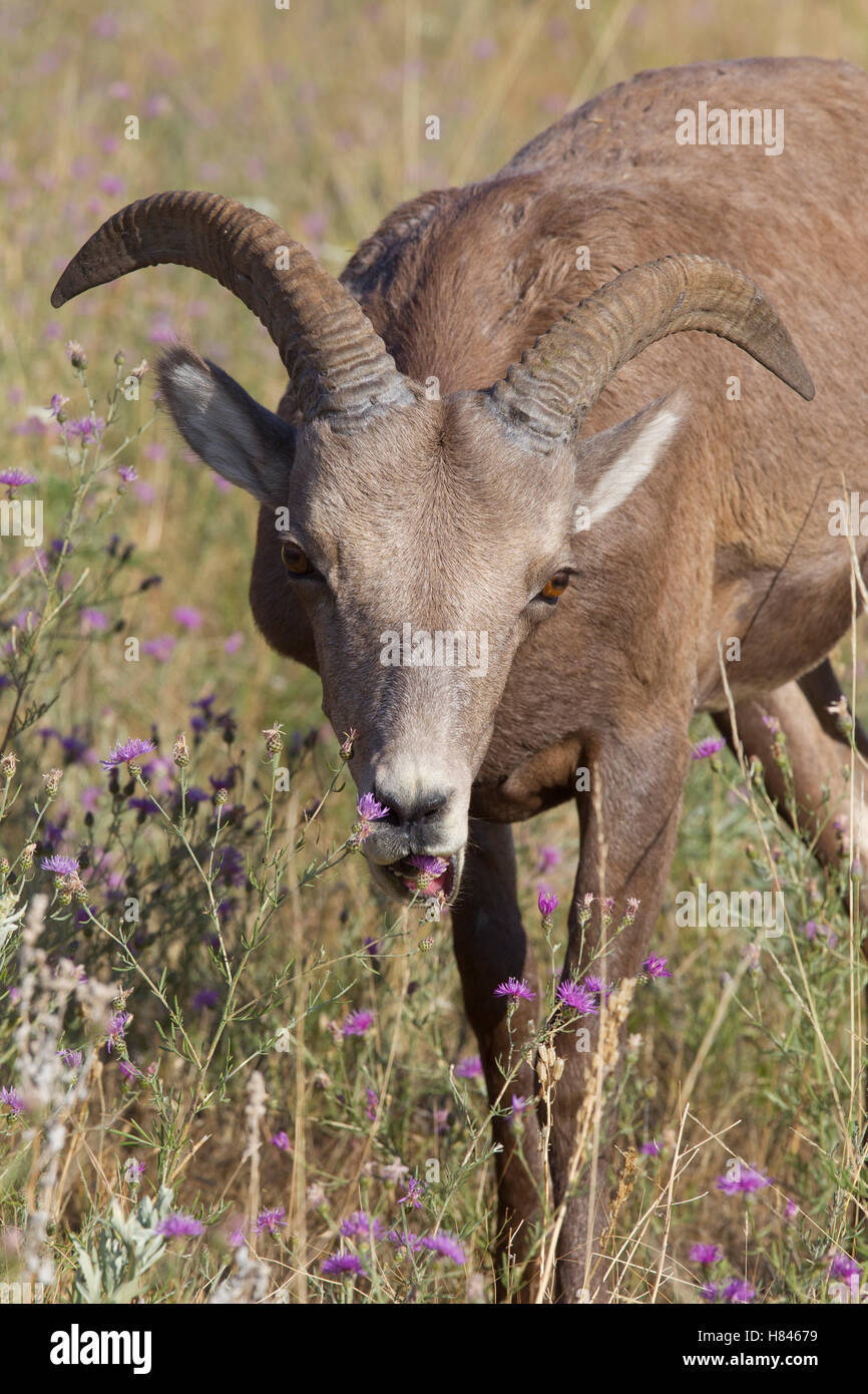 Bighorn Sheep (Ovis canadensis) young ram eating Spotted Knapweed ...