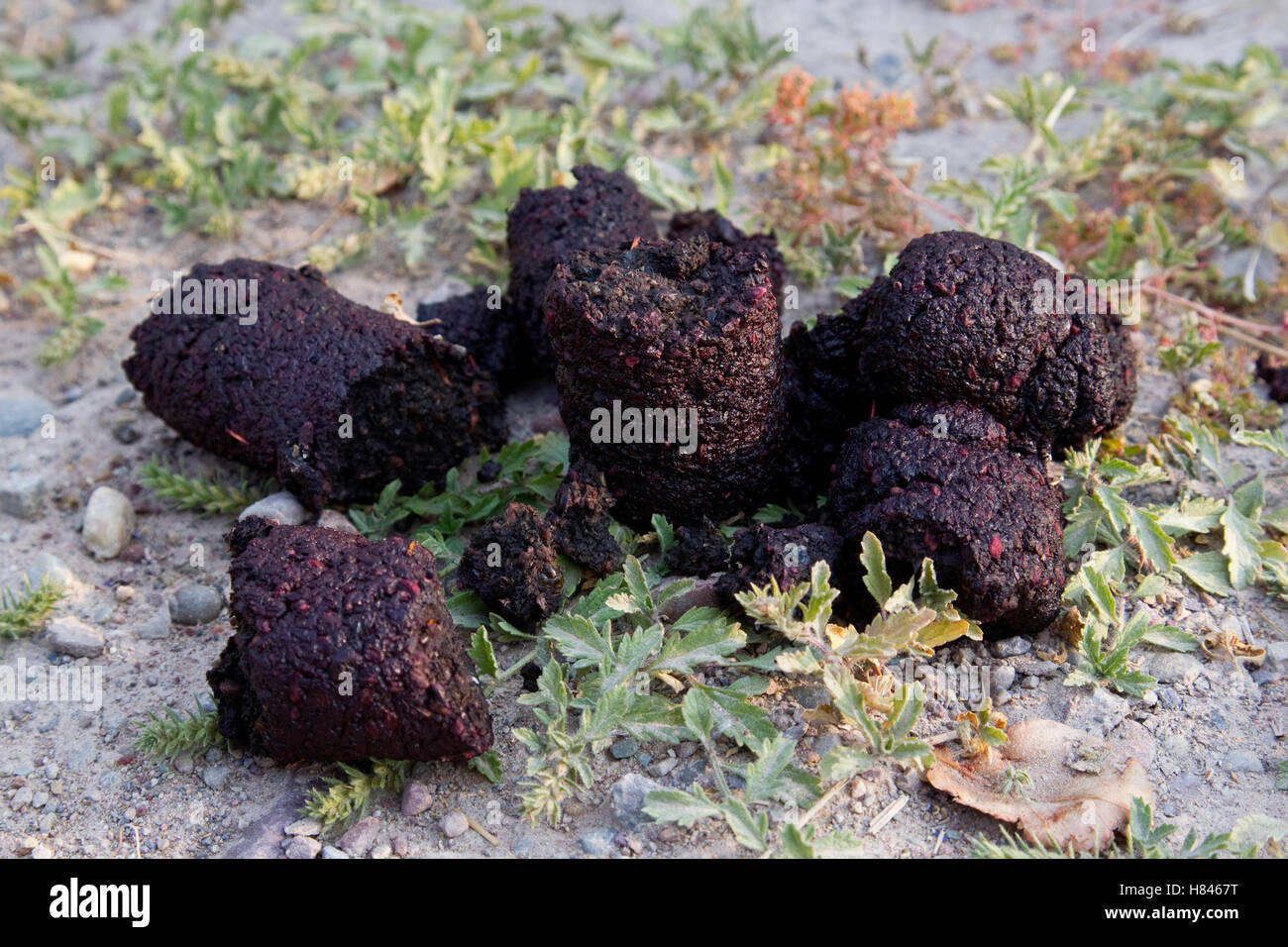 Black Bear (Ursus americanus) scat, Canada Stock Photo - Alamy