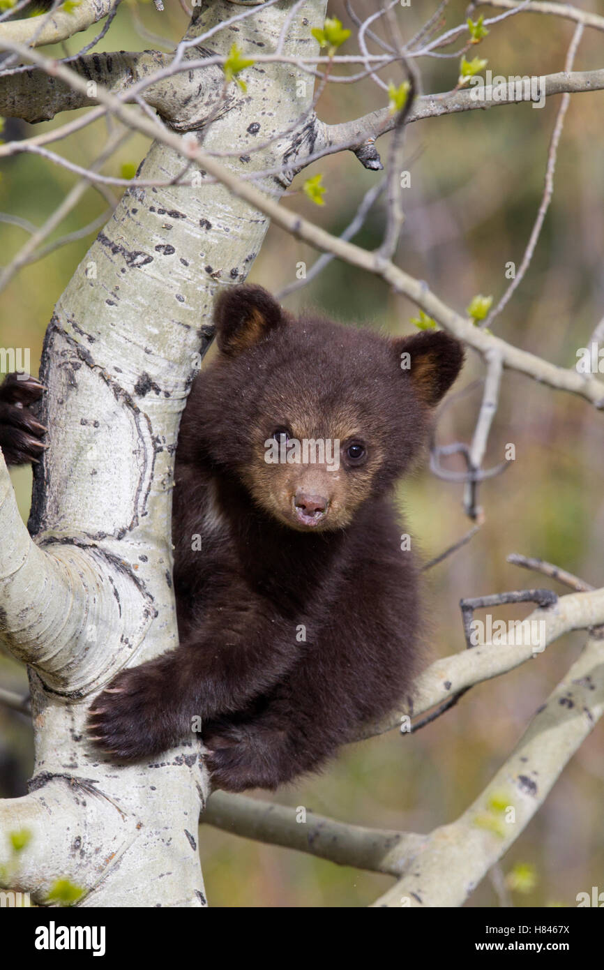 Black Bear (Ursus americanus) cub in Aspen (Populus sp) tree, Canada ...