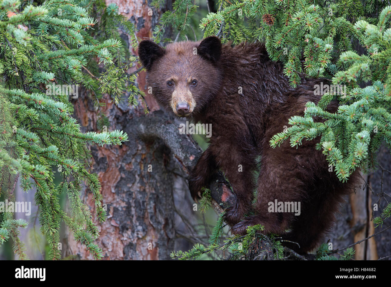 Black Bear (Ursus americanus) yearling cub in Spruce (Picea sp) tree ...