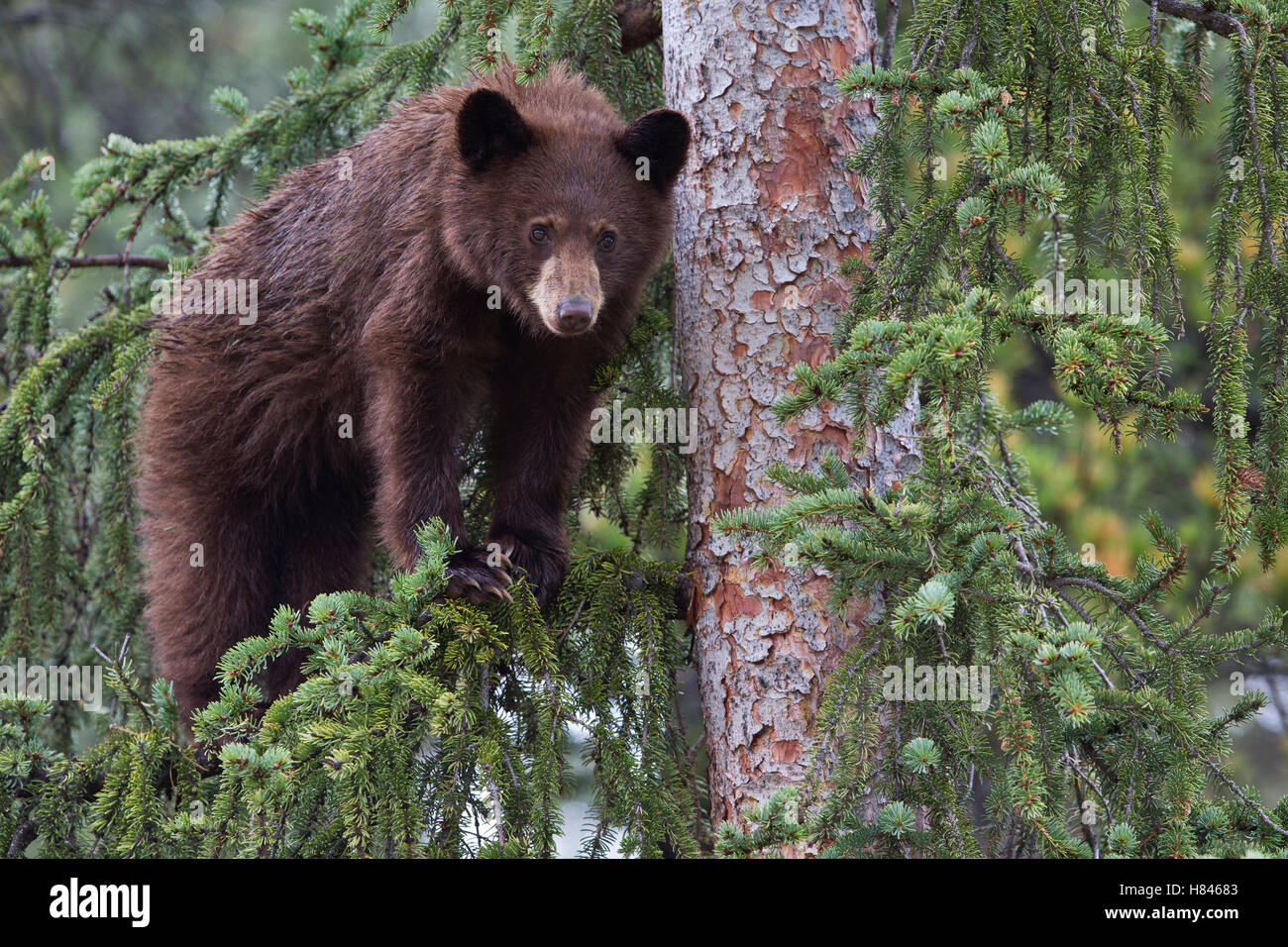 Black Bear (Ursus americanus) yearling cub in Spruce (Picea sp) tree ...