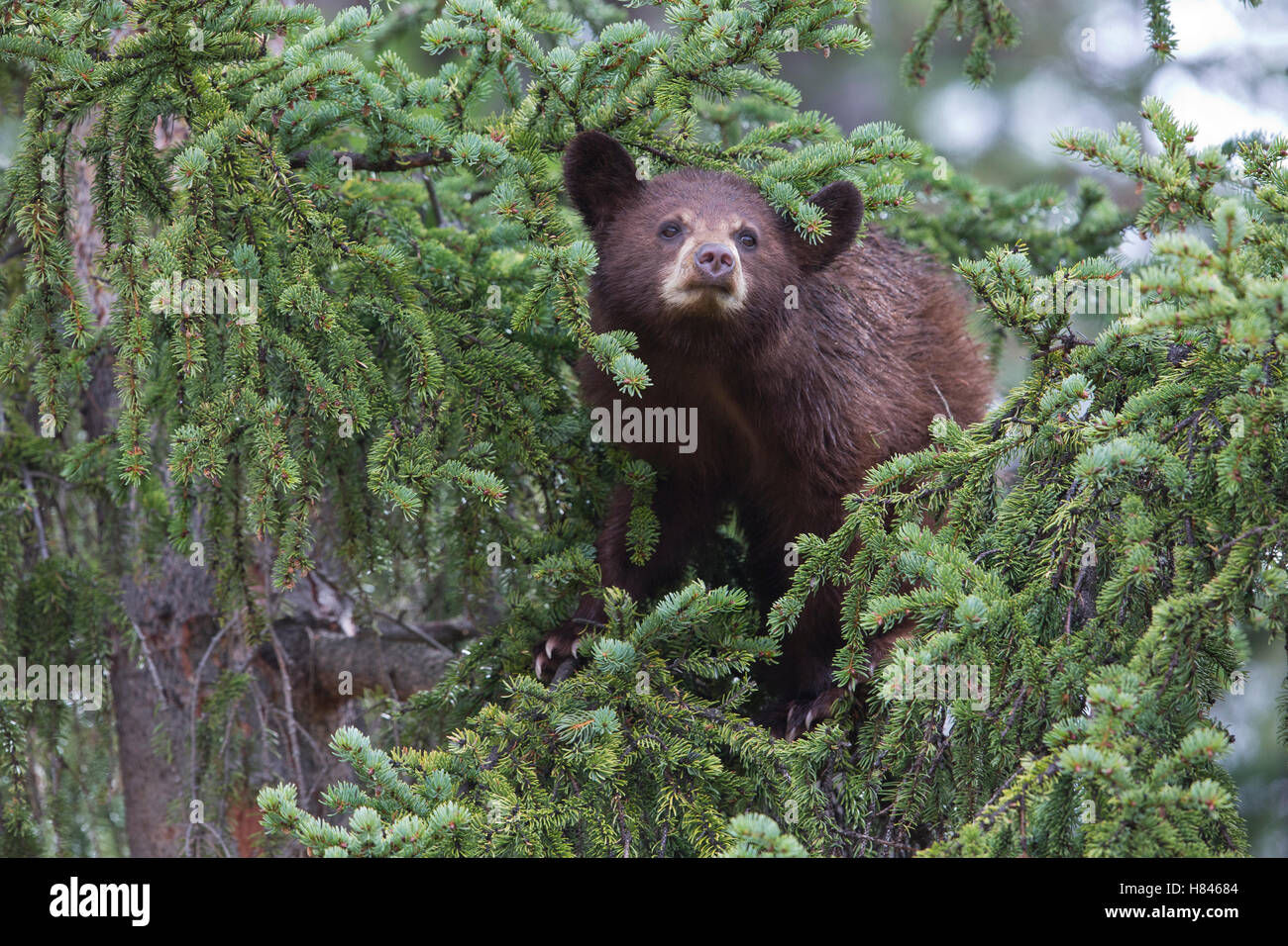 Black Bear (Ursus americanus) yearling cub in Spruce (Picea sp) tree ...