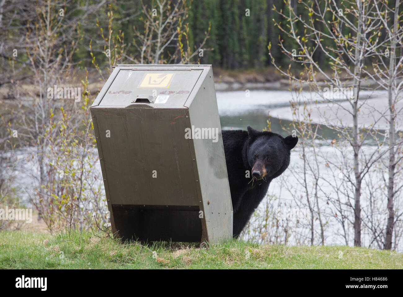 Black Bear (Ursus americanus) standing near bear-proof garbage can ...