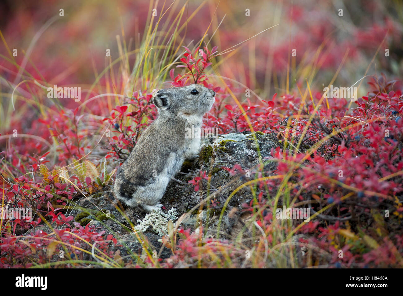 Collared Pika (Ochotona collaris), Denali National Park, Alaska Stock ...