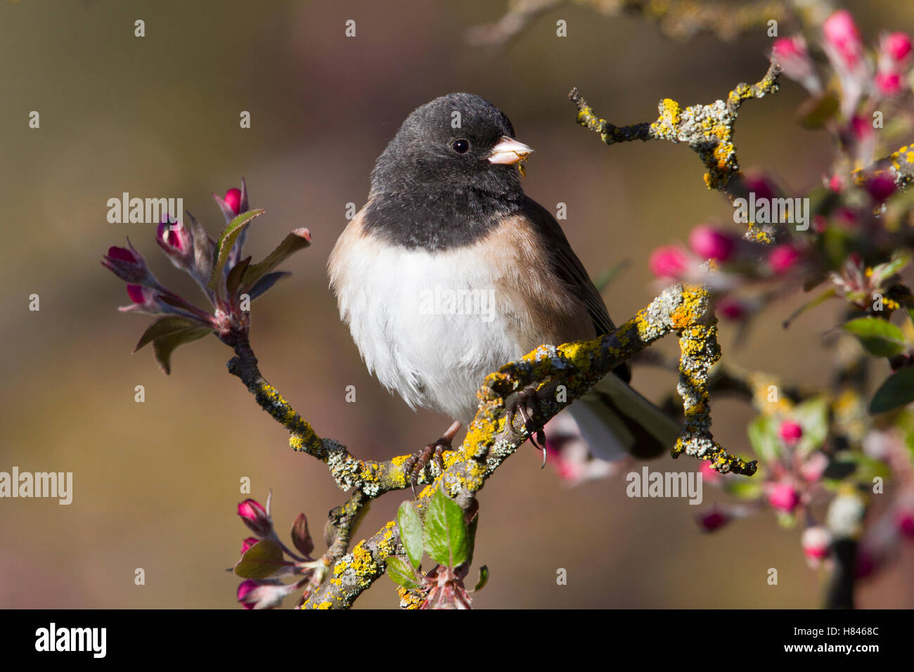 Dark-eyed Junco (Junco hyemalis) male, Montana Stock Photo - Alamy