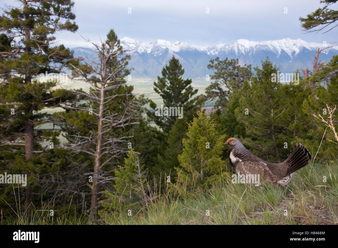Blue Grouse (Dendragapus obscurus) male displaying, Mission Valley ...