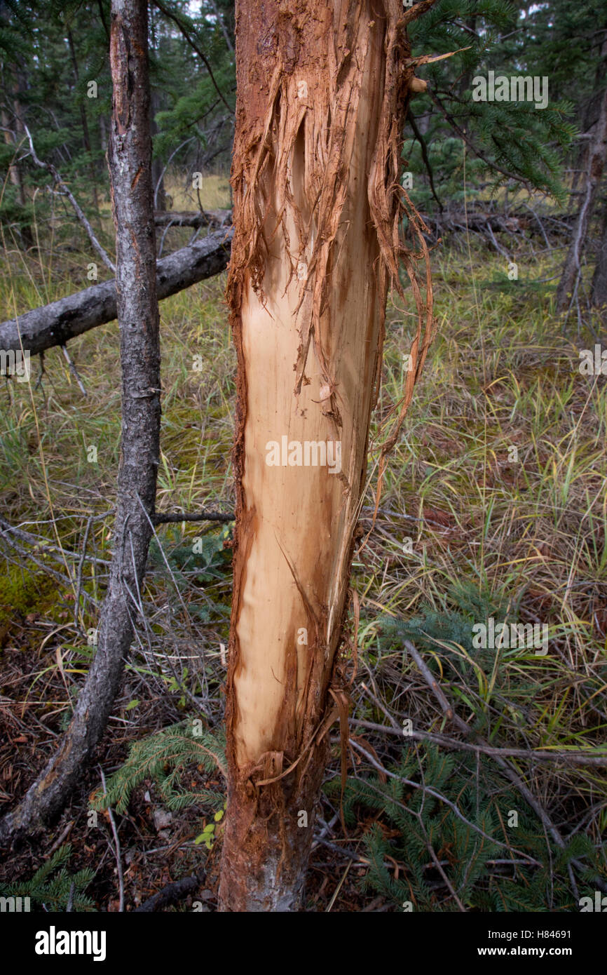 Rocky Mountain Elk (Cervus canadensis nelsoni) damage to a small tree ...